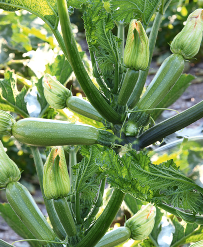 Інтерфлора Україна : Кабачок Корделія F1 (5 шт)